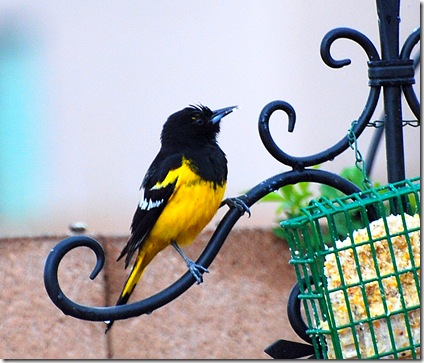 Sycamore Canyon Birds